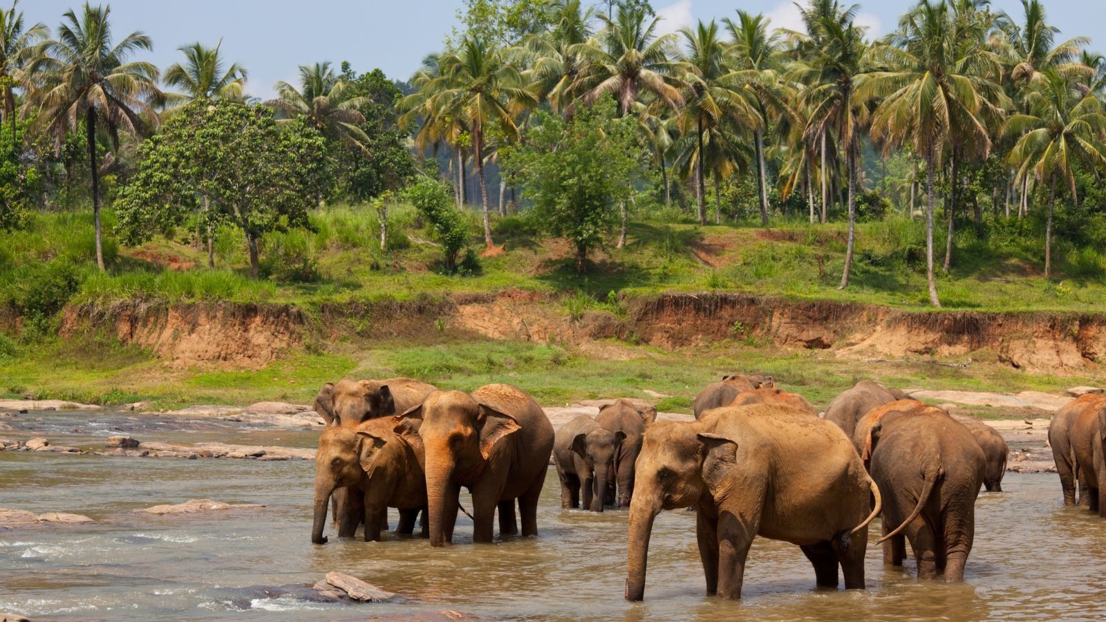 Sri Lanka 6 Nights 7 Days | Negombo | Travel To Marketing